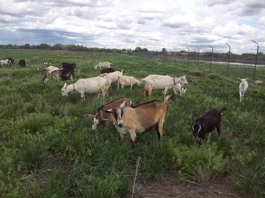 You Can Cuddle With Rescued Farm Animals at This Unforgettable Colorado ...